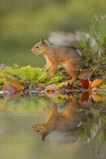 Eurasian red squirrel - Photo12-imageBROKER-Terry Whittaker