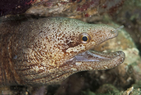 Fin moray - Photo12-imageBROKER-Colin Marshall