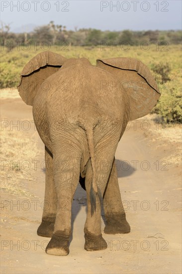 African elephant - Photo12-imageBROKER-Bernd Rohrschneider
