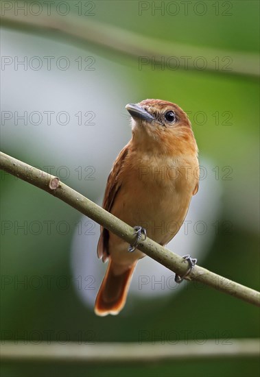 Cinnamon Becard - Photo12-imageBROKER-Neil Bowman