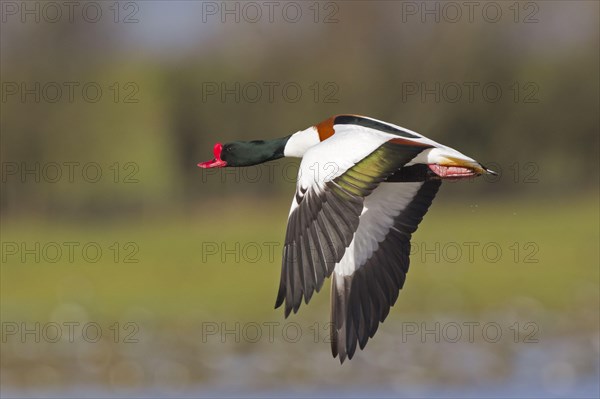 Common Shelduck - Photo12-imageBROKER-Dickie Duckett