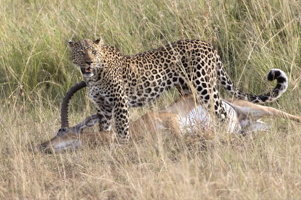 Adult african leopard - Photo12-imageBROKER-Bernd Rohrschneider