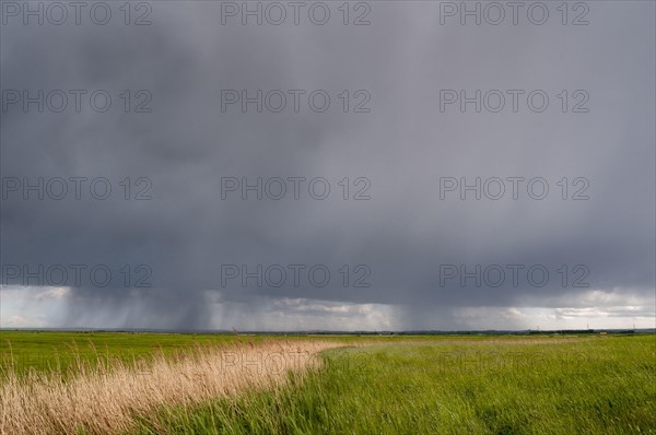 Rain clouds over reed beds and coastal grazing marsh habitat - Photo12 ...