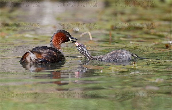 Little grebe - Photo12-imageBROKER-Mike Lane
