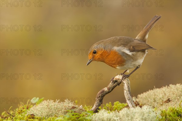 European Robin - Photo12-imageBROKER-Simon Litten