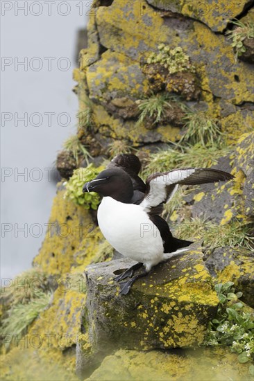 Razorbill - Photo12-imageBROKER-Bill Coster