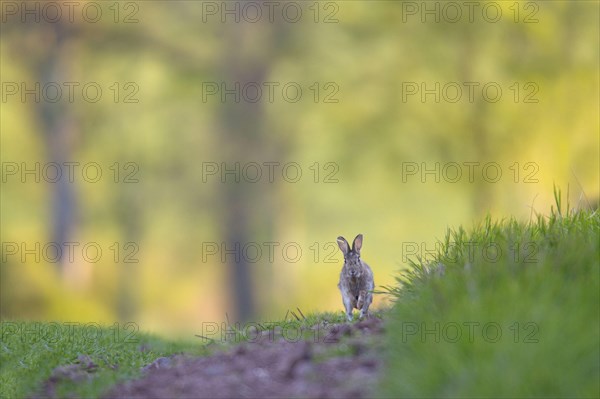 Adult european rabbit - Photo12-imageBROKER-Phil McLean