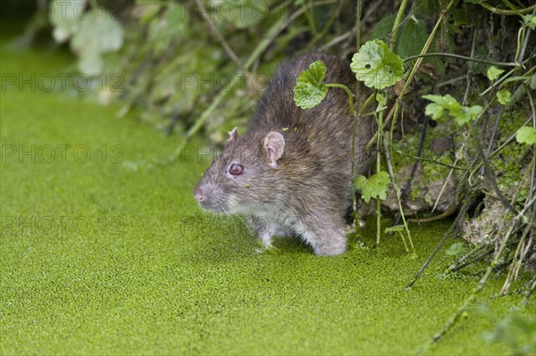 Norway rat - Photo12-imageBROKER-David Hosking