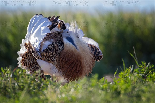 Great Bustard - Photo12-imageBROKER-Thomas Hinsche