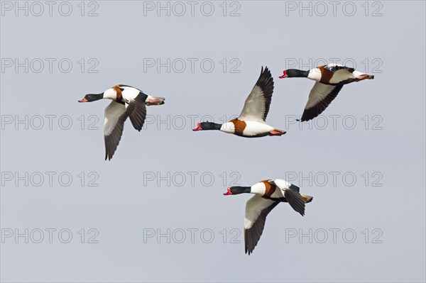 Common Shelduck - Photo12-imageBROKER-Dickie Duckett