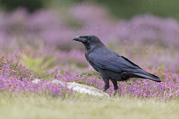 Adult common raven - Photo12-imageBROKER-Paul Sawer