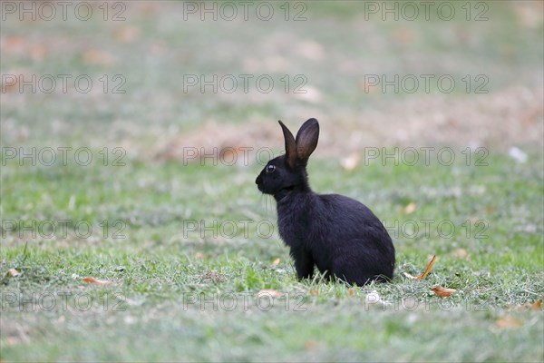 European rabbit - Photo12-imageBROKER-Mike Lane