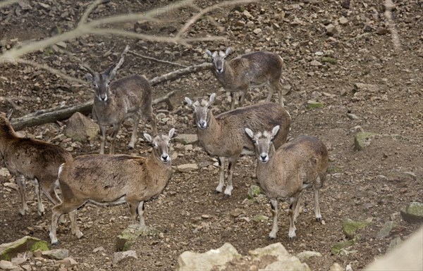 Cyprus Mouflon - Photo12-imageBROKER-Bob Gibbons