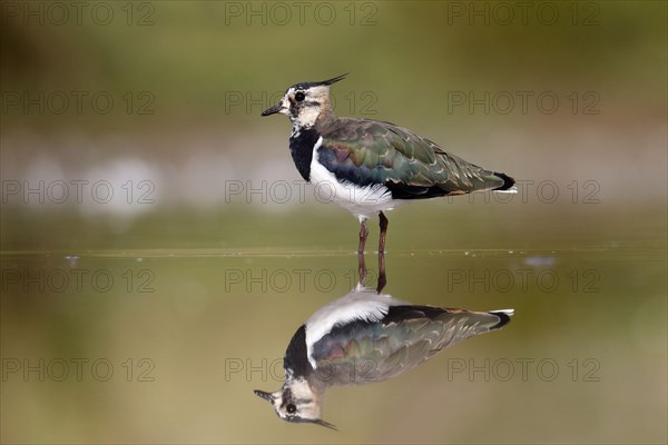 Northern Lapwing - Photo12-imageBROKER-Mike Lane