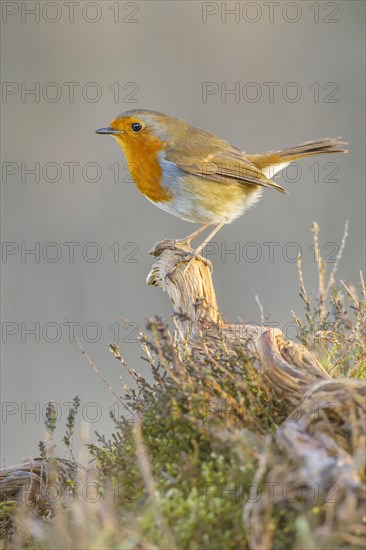 European Robin - Photo12-imageBROKER-Simon Litten