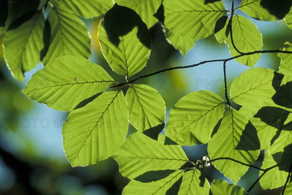 Green beech - Photo12-imageBROKER-Gerald Abele