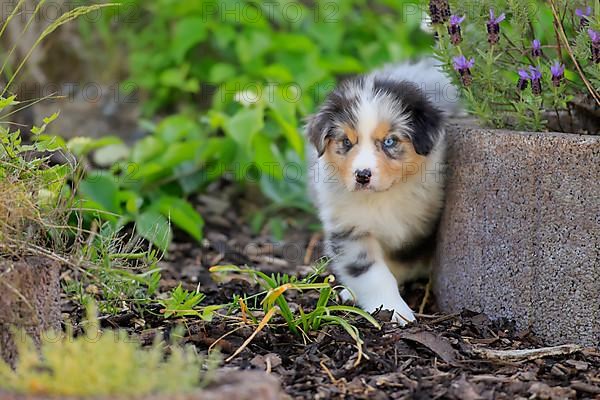Australian Shepherd domestic dog - Photo12-imageBROKER-Sascha Rueff