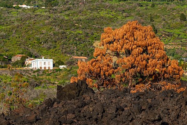 Withered tree in the lava flow - Photo12-imageBROKER-Oliver Gerhard