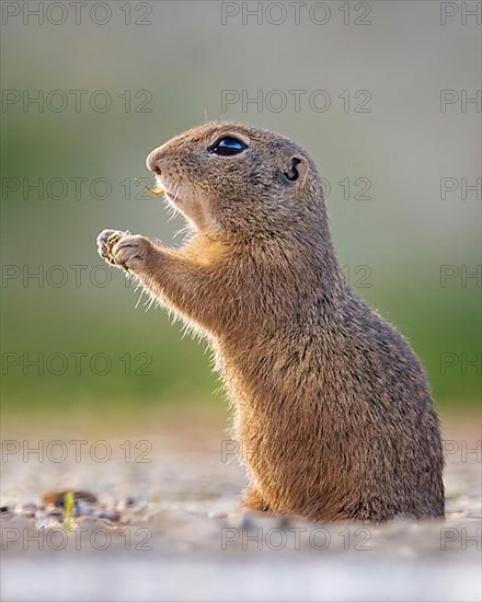 European ground squirrels - Photo12-imageBROKER-Thomas Hinsche