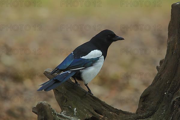 European magpie - Photo12-imageBROKER-Gerald Abele