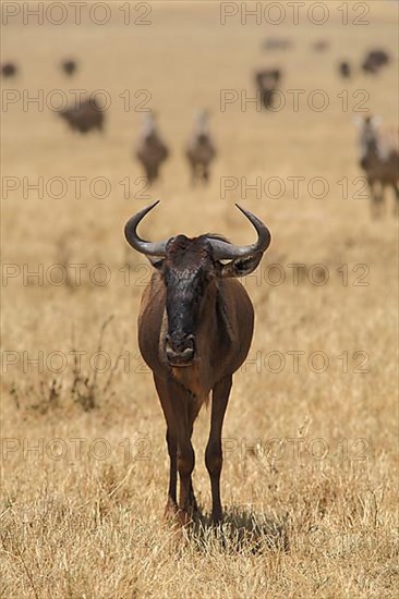 Blue wildebeest - Photo12-imageBROKER-Gerald Abele