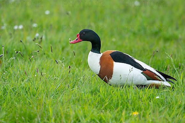 Common shelduck - Photo12-imageBROKER-Willi Rolfes