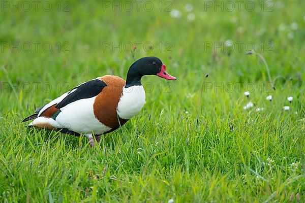 Common shelduck - Photo12-imageBROKER-Willi Rolfes