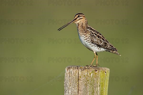 Common Snipe - Photo12-imageBROKER-Willi Rolfes