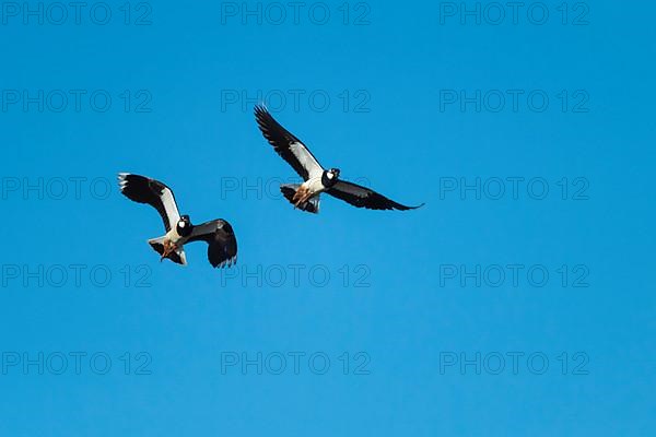 Northern lapwing - Photo12-imageBROKER-Willi Rolfes