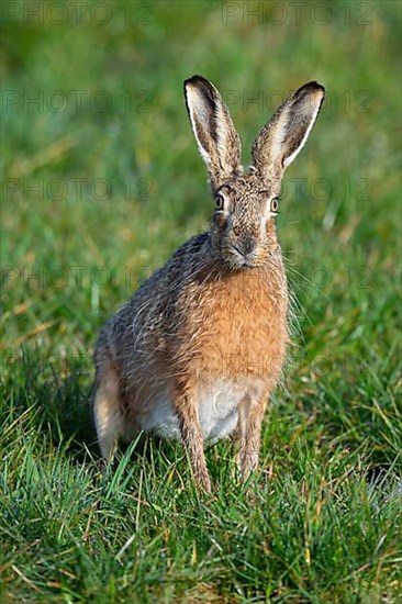 European hare - Photo12-imageBROKER-Willi Rolfes