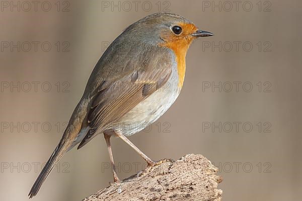 European Robin - Photo12-imageBROKER-ncphoto