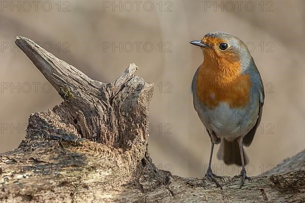 European Robin - Photo12-imageBROKER-ncphoto