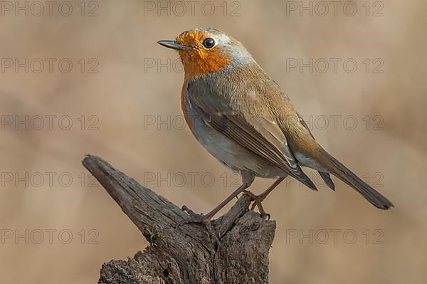 European Robin - Photo12-imageBROKER-ncphoto