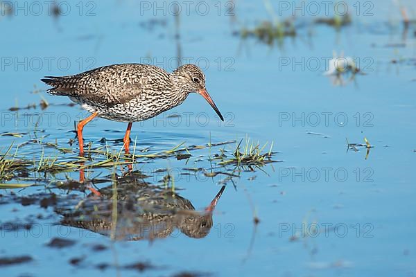 Common redshank - Photo12-imageBROKER-Dieter Mahlke