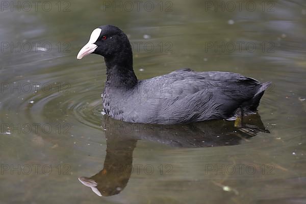 Eurasian Coot - Photo12-imageBROKER-Gerald Abele