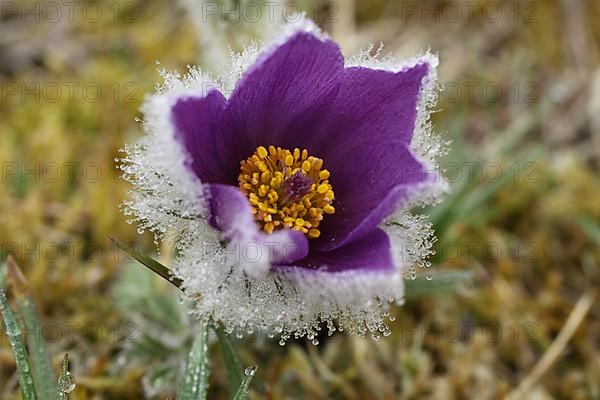 Pasque flower - Photo12-imageBROKER-Gerald Abele