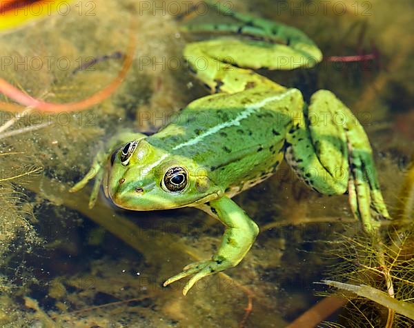 Edible Frog - Photo12-imageBROKER-Michael Nitzschke