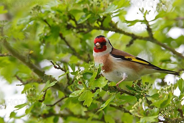 Goldfinch - Photo12-imageBROKER-Volker Lautenbach