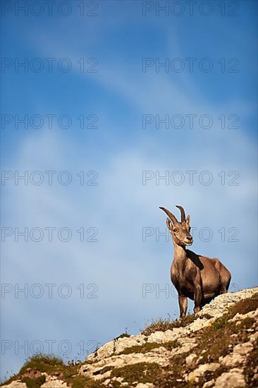 Photo of a goat on a rock with blue sky in the background - Photo12 ...
