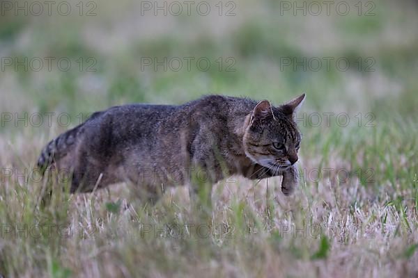 European wildcat - Photo12-imageBROKER-Horst Jegen