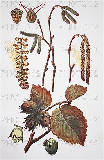 Common hazel - Photo12-imageBROKER-Sunny Celeste