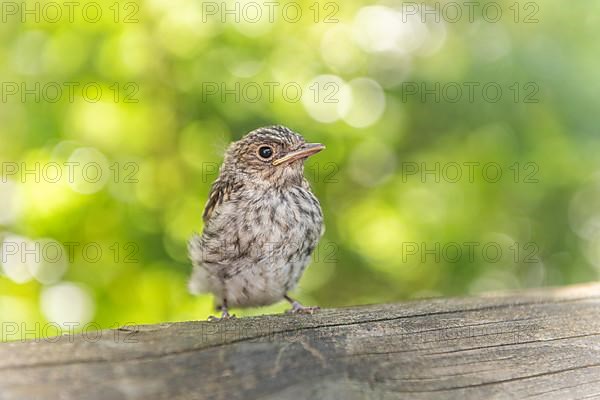 Sparrow chick out of nest waiting for its parents in the forest. Alsace ...