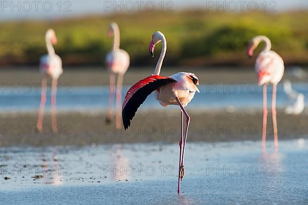 European Flamingo, - Photo12-imageBROKER-Raimund Linke