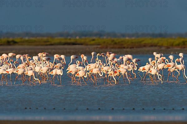 European Flamingo, - Photo12-imageBROKER-Raimund Linke