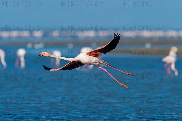 European Flamingo, - Photo12-imageBROKER-Raimund Linke