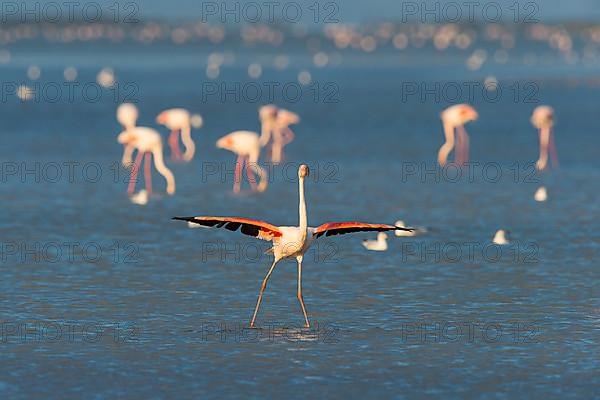 European Flamingo, - Photo12-imageBROKER-Raimund Linke