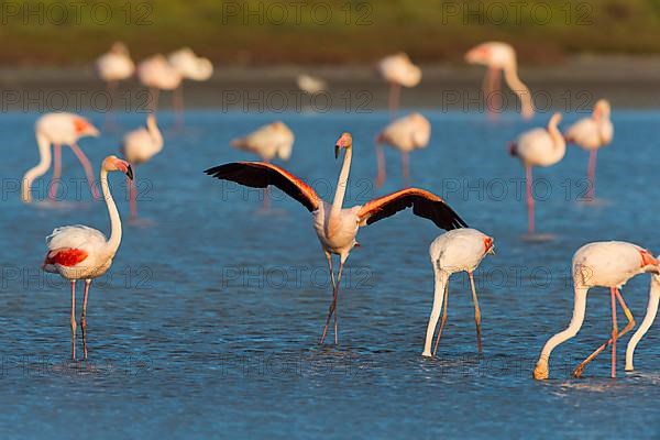 European Flamingo, - Photo12-imageBROKER-Raimund Linke