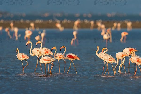 European Flamingo, - Photo12-imageBROKER-Raimund Linke