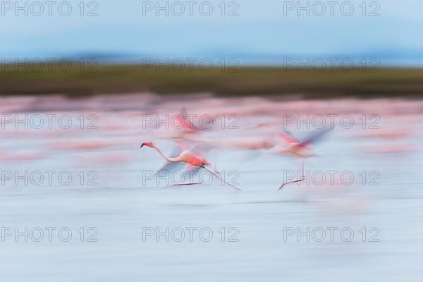 European Flamingo, - Photo12-imageBROKER-Raimund Linke