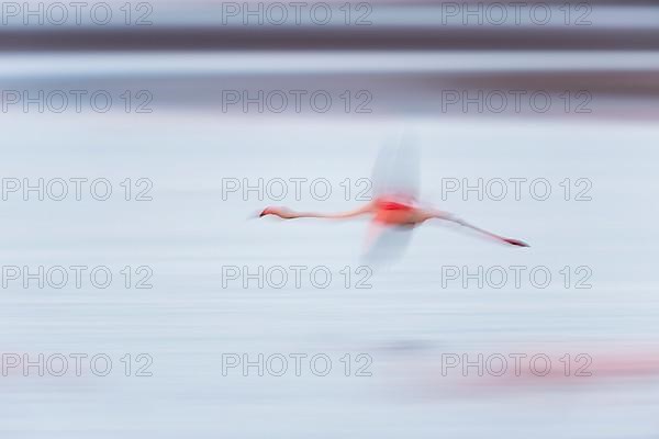 European Flamingo, - Photo12-imageBROKER-Raimund Linke